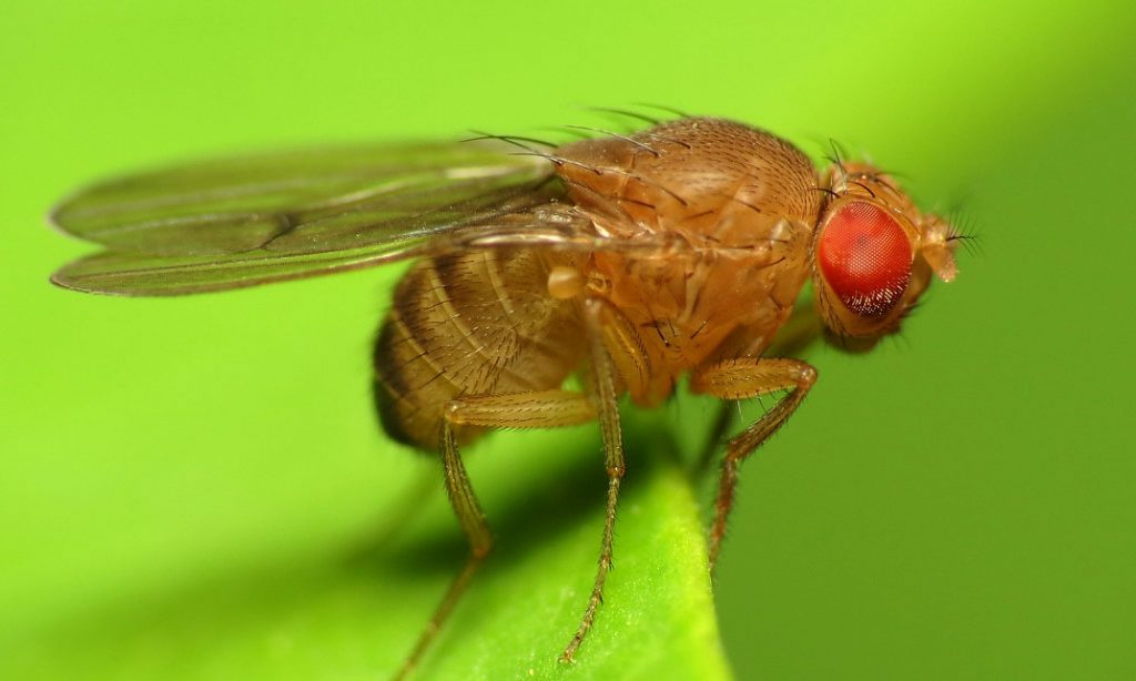 La reproducció en les plantes – Llibre digital de Ciències – Escorial Vic